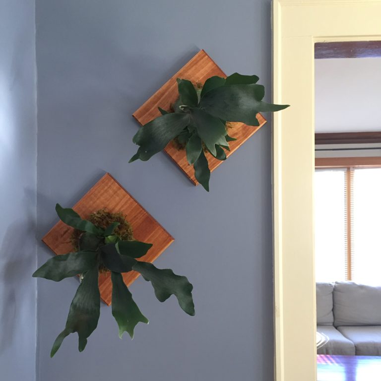 This Plant Can Hang - Staghorn Fern DIY Mounting Tips & Instructions ...